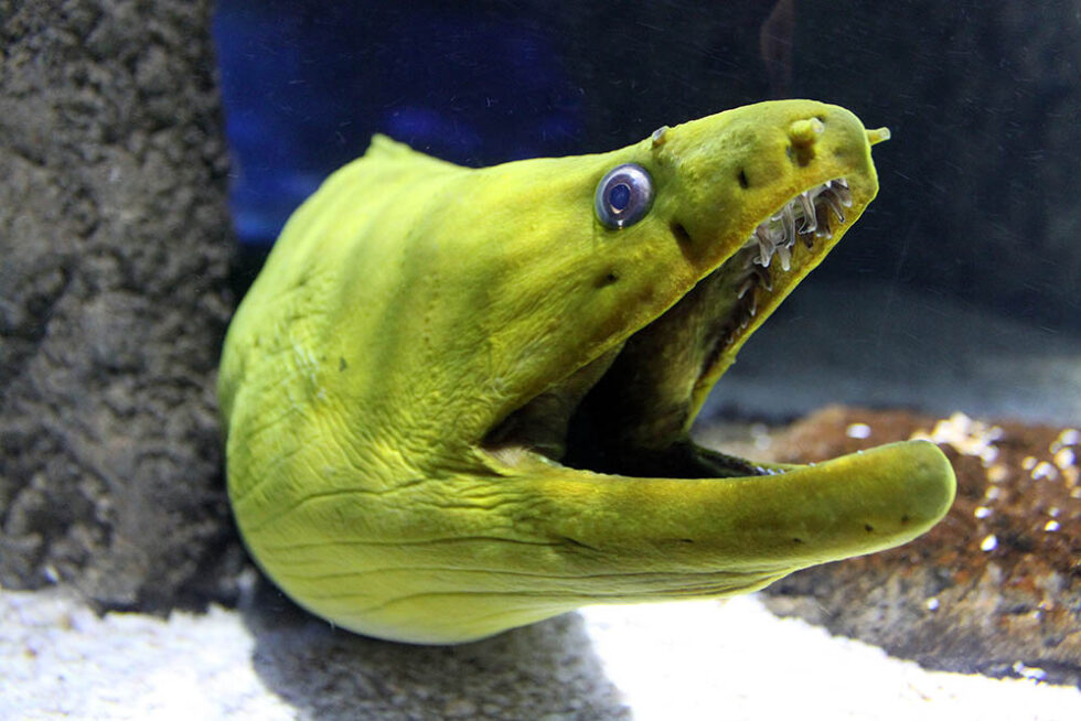 Creature Feature: Green Moray Eel - Reef Conservation International