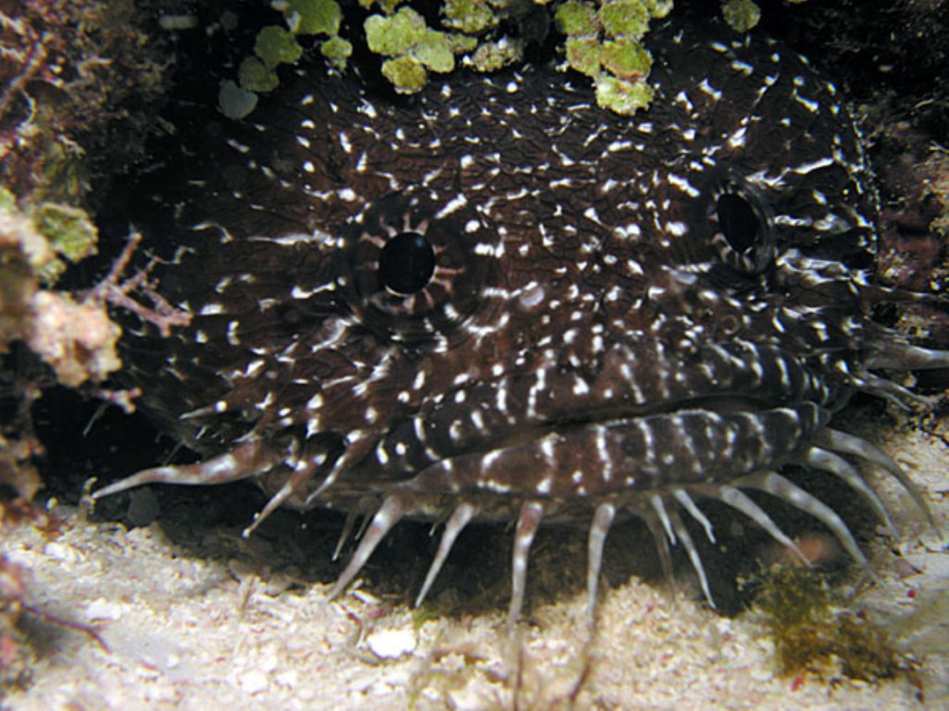 Creature Feature: Whitelined Toadfish - Reef Conservation International