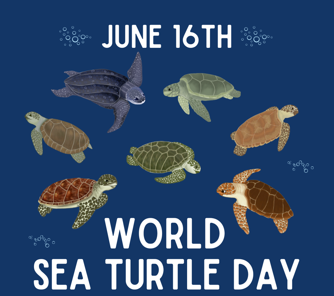 Celebrate World Sea Turtle Day! - Reef Conservation International